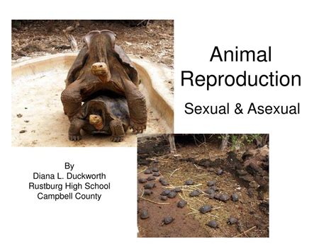 Ppt Animal Reproduction Powerpoint Presentation Free Download Id