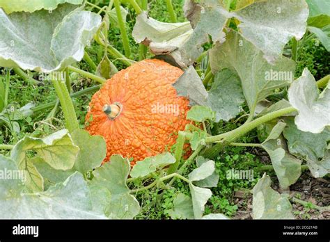 Bumpy Thick Red Orange Skin Of Pumpkin Red Warty Thing Cucurbita