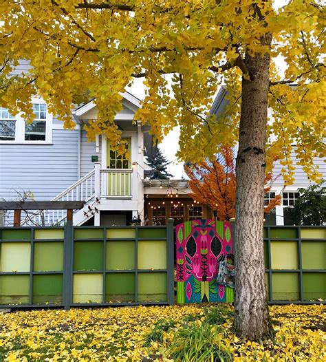 Allen Designs Our Gingko And Maple Trees Are In All Their