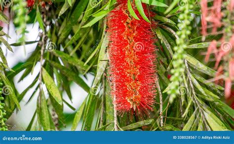 Weeping Paperbark Tree Skin Cracked Texture Stock Image Cartoondealer