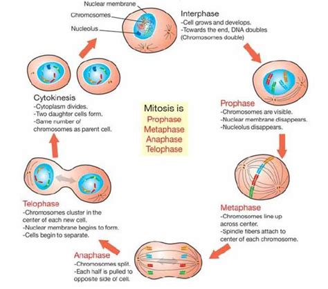 Cell Cycle Diagram With Letters To Id Phases Cell Cycle Labe