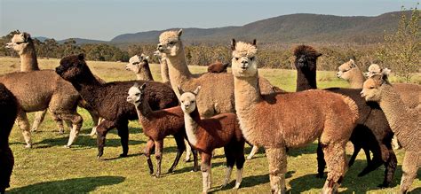 Our Regions Australian Alpaca Association