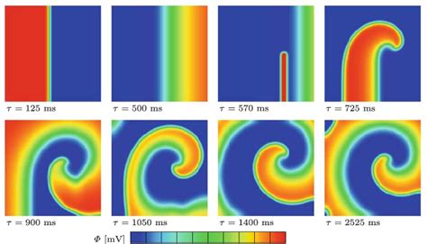 Initiation Development And Rotation Of Single Spiral Wave Re Entry In Download Scientific