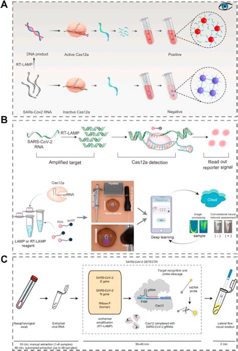 Crispr And Lamp For The Detection Of Nucleic Acid A Schematic Download Scientific Diagram