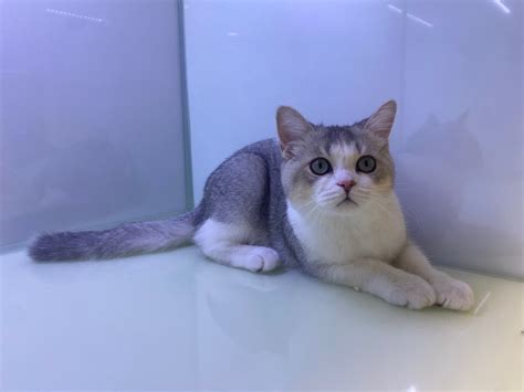 브리티시숏헤어 보리 이탈리아그레이하운드입양 치와와입양 폼스키입양 폼치입양 폼피츠입양 푸숑입양 고양이입양 랙돌입양 러시안블루입양