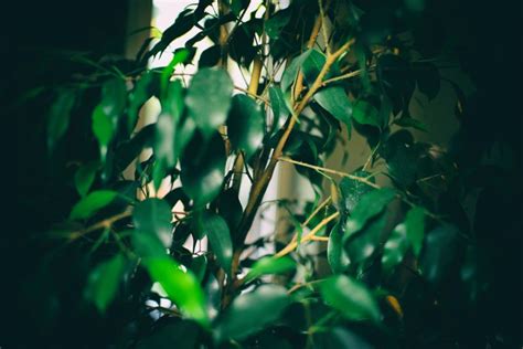 Ficus Benjamini Welchen Standort Bevorzugt Die Birkenfeige