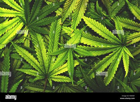 Fondo De Pantalla De Marihuana Fotografías E Imágenes De Alta