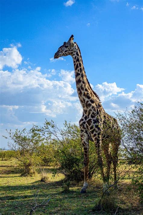 Majestic Maasai Giraffe Stands In The Maasai Mara National Reserve In