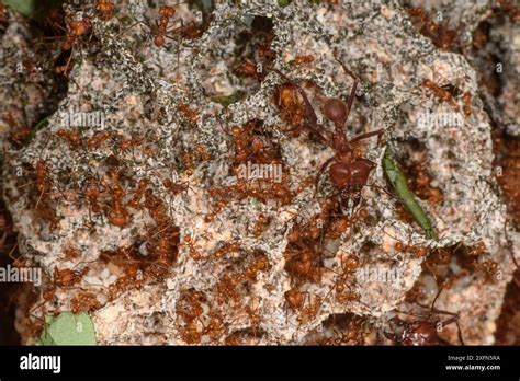 Inside The Colony Of Leaf Cutter Ants Genus Atta Or Acromyrmex