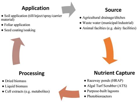 Microalgae In Soils Provide Nitrogen To Boost Plant Growth But Also