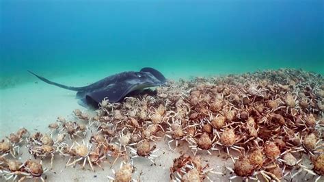 Army Of Crabs Protect Spy Robot From Stingray Spy In The Ocean Bbc
