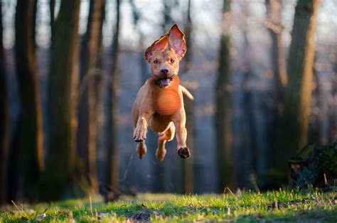 DOGGI | Dog toys by Design4Pets – Catch & Carry – a new way to play.