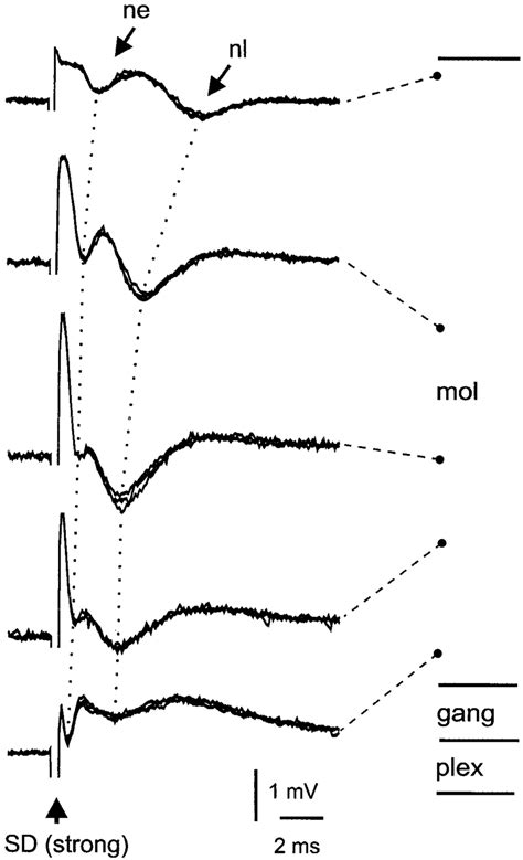 Field Potential Responses To Strong Stimulation Of Deeper Layers Ne