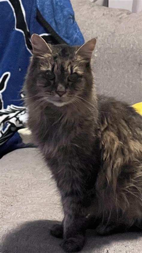 This Is My Mc Momma She Passed Away In January At 18yrs Her Health