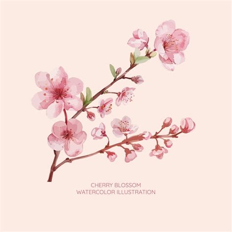 Ilustración en acuarela de la flor del cerezo Vector Premium