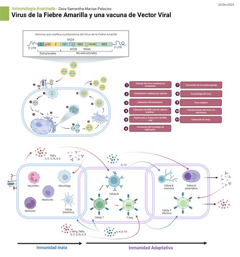 Yellow Fever Life Cycle And Response Inmun Biorender Science Templates