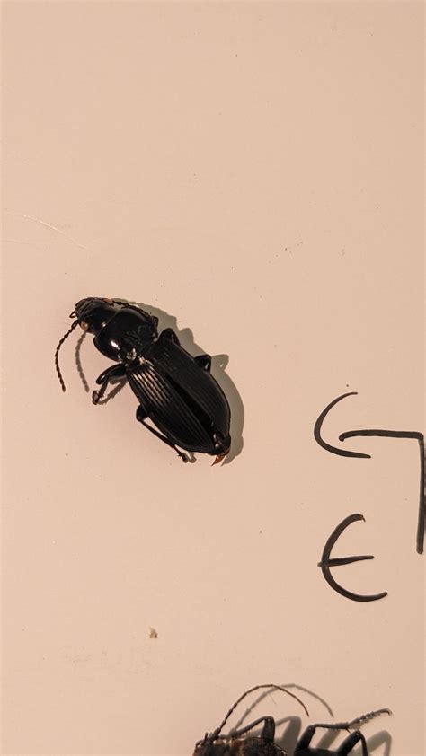 I Need Help Identifying These Beetles Uk Rbeetles