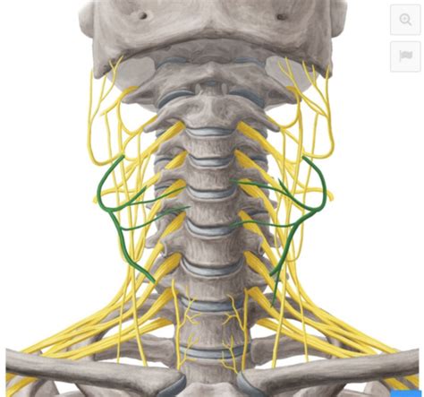 Plexus Cervicalis Flashcards Quizlet