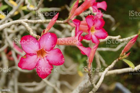 Detail Gambar Kartun Bunga Adenium Koleksi Nomer 19