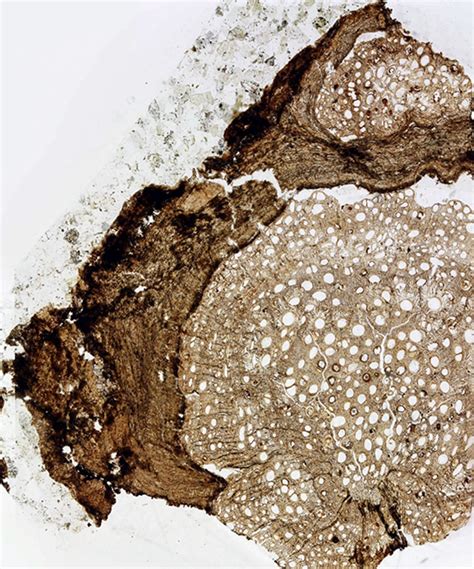 18 5m Year Old Vine Fossil Identified As New Species Cornell Chronicle
