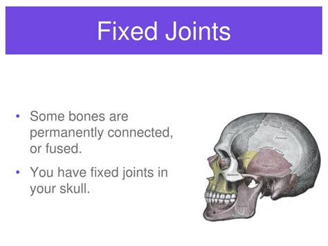 Ppt Human Joints Powerpoint Presentation Free Download Id 1400633