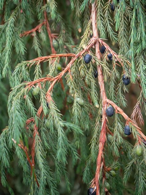 Juniperus Recurva Drooping Juniper Description