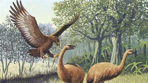 Giant Eagle Species Lived In Australia More Than 50000 Years Ago Sci