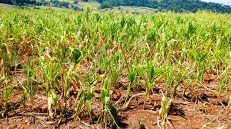 Seca E Geada Levam à Quebra De Produção Do Milho Safrinha AgroSmart