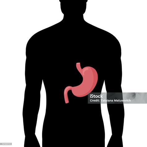 Anatomie De Lestomac Humain En Silhouette Corps Masculin Vecteurs