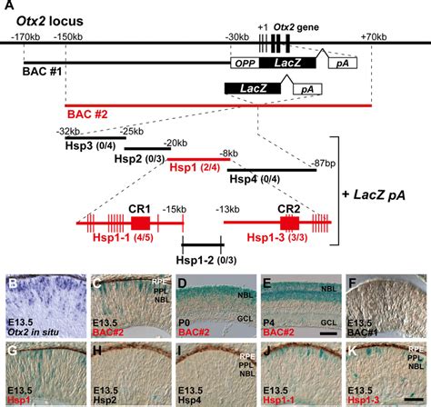 Regulatory Region Of Otx2 Expression Is Located In The 5 Upstream