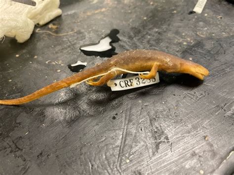 Biol 432 Lab Quiz 2 Flashcards Quizlet