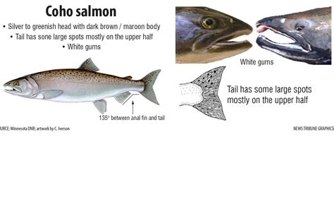 How To Distinguish Between Chinook Salmon Coho Salmon And Steelhead