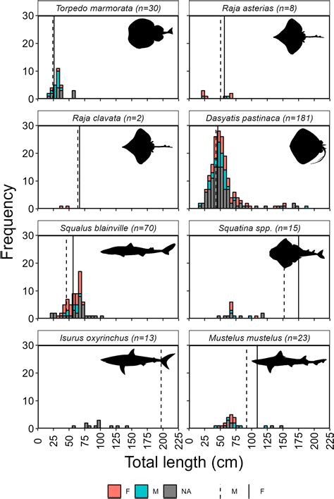 Frontiers Diversity And Distribution Of Elasmobranchs In The Coastal Waters Of Cyprus Using