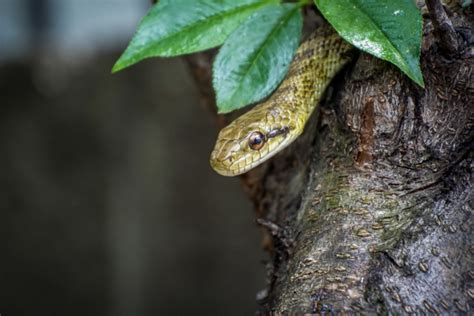 뱀 나오는 꿈 해몽 44가지 꼭 보셔야 합니다