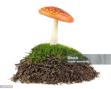 흰색 배경에 고립 된 이끼에 한가닉 버섯을 비행 아마니타 무스카리아 0명에 대한 스톡 사진 및 기타 이미지 0명 계절