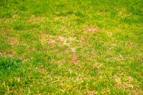 Dormant Grass Vs Dead Grass How To Tell The Difference