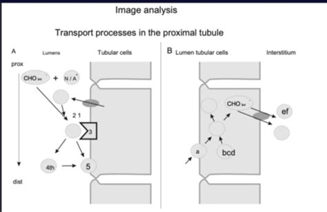 Figure Analysis Transport Processes In Proximal Tubule Flashcards Quizlet
