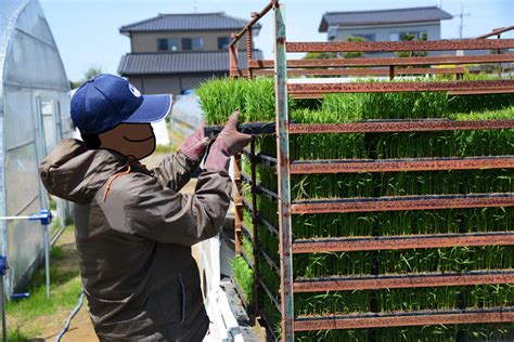 田植え2017 水戸市大場町島地区農地水環境保全会便り