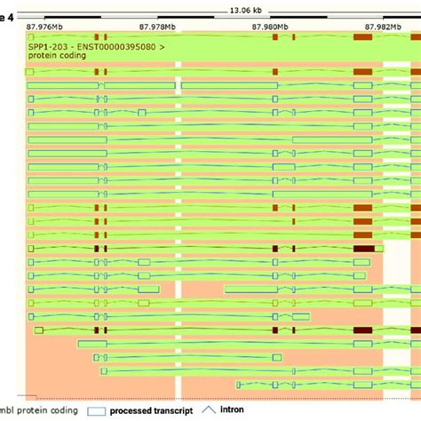 Osteopontin Opn Mrna Levels In Non Neoplastic Colon And Colon