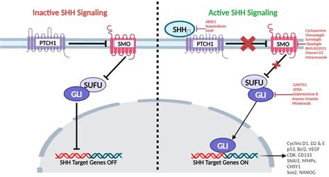 The Synergistic Link Between Sonic Hedgehog Signaling Pathway And Gut