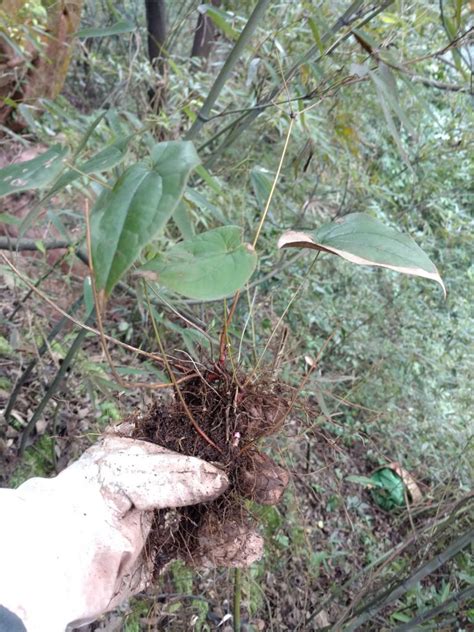 三枝九叶 芦芽山 效果好 第8页 大山谷图库