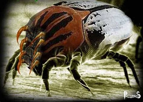 Chizpurfle Su Harry Potter Enciclopedia Potterpediait By Harrywebnet