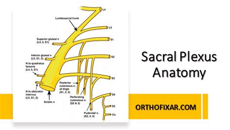Lumbar Plexus Anatomy Neurosurgery Surgical Anatomy Of The Lumbar
