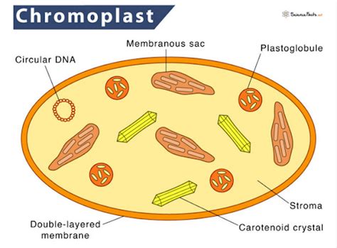 Apa Itu Fungsi Plastida Pahami Fungsi Dan Jenis Jenis Plastida