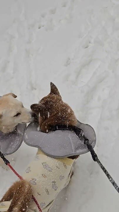눈많이 맞으니깐 몸 마구 흔들면서 메리가 복마니 핥아 주네요♡ Youtube