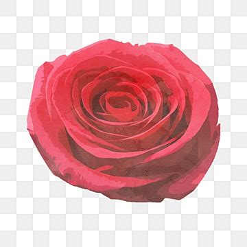 Water Color Rose Illustration Rose Watercolor Art PNG And Vector