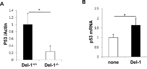Del 1 Reciprocally Regulates P53 Expression In Mouse Primary Download Scientific Diagram