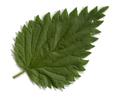 The Caterpillar And The Stinging Nettle World Sensorium Conservancy