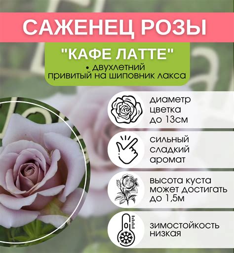 Купить саженцы Роза чайная Кафе Латте с доставкой! | Florali-Flor