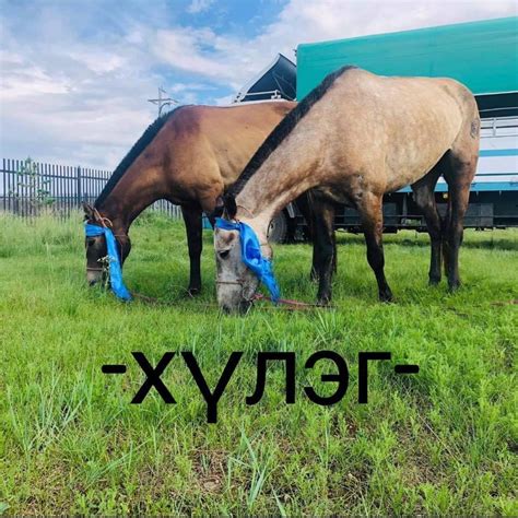 Ажнай Хурдан морь сонирхогчид